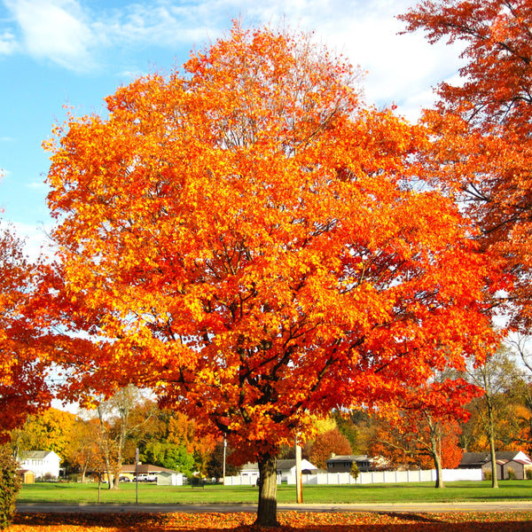 Sugar Maple Tree Seeds - For 2026 Planting Acer Saccharum Sweet Syrup ...