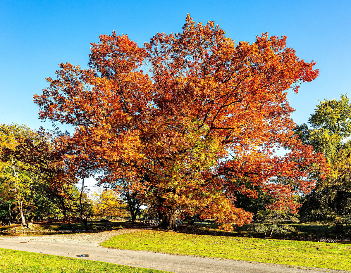 Red Oak Tree Seeds - For 2025 Planting Quercus Rubra Borealis American ...