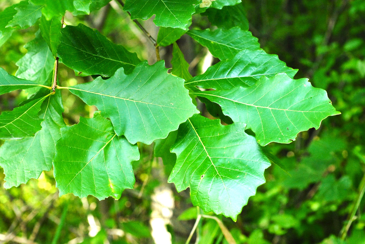 Swamp White Oak Tree | Quercus Bicolor Water Humidity Post Chestnut ...
