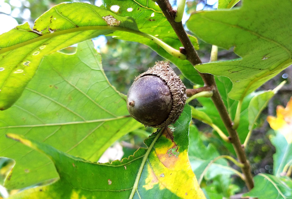 Swamp White Oak Tree | Quercus Bicolor Water Humidity Post Chestnut ...