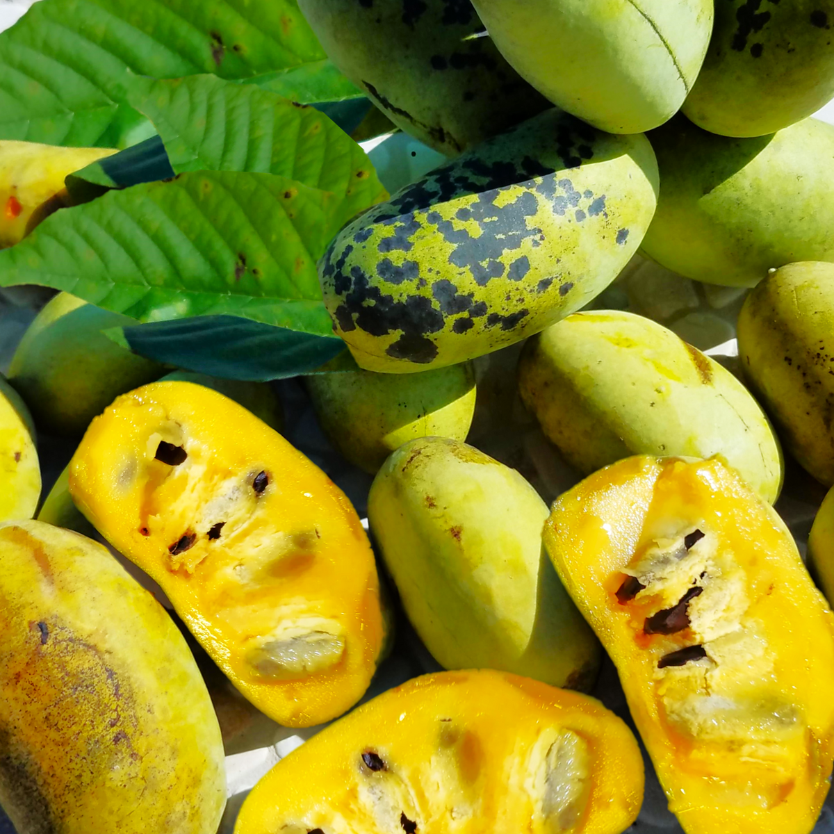 Paw Paw Tree Seeds | Asimina Triloba North American Custard Apple ...