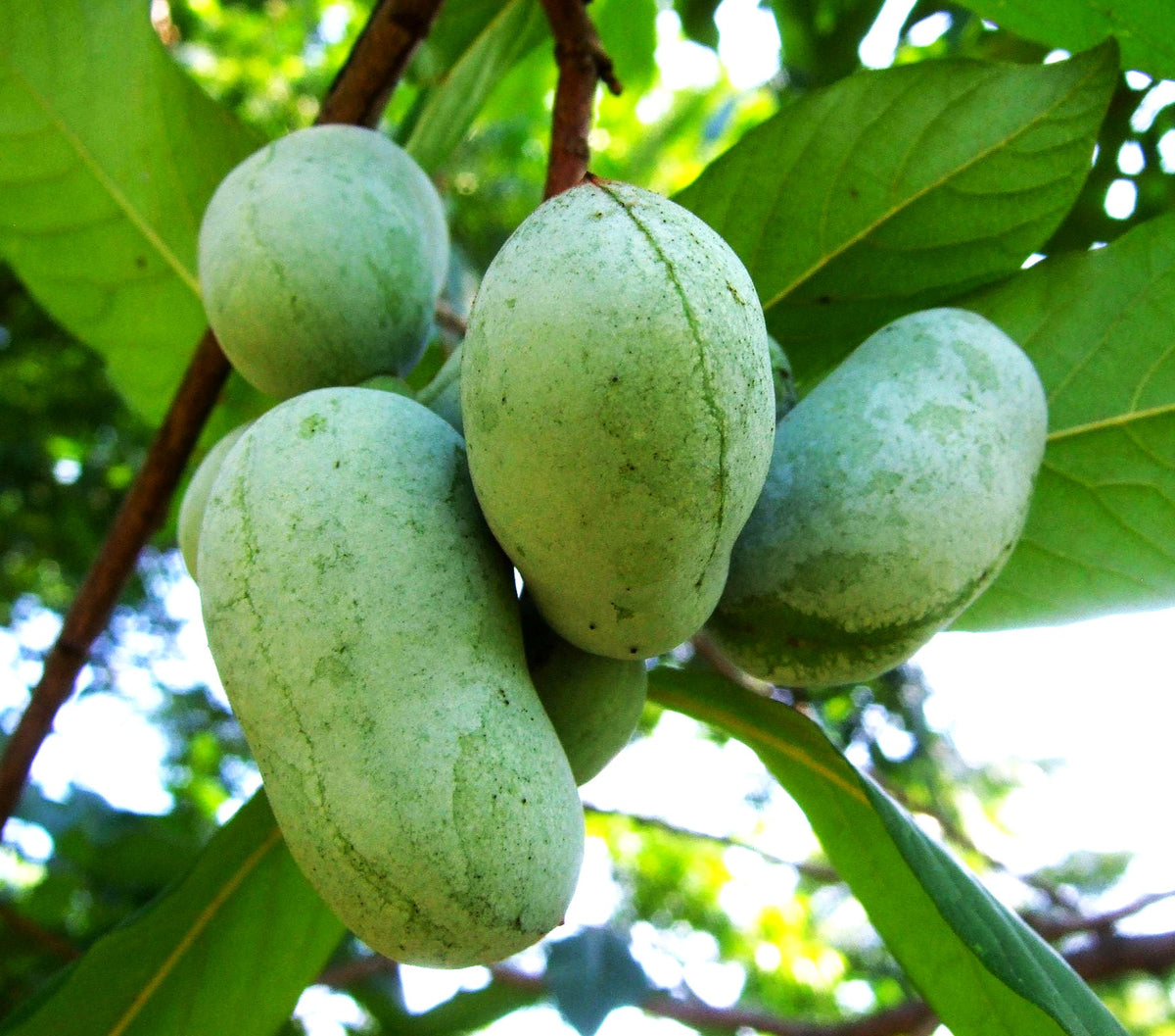 Paw Paw Tree Seeds | Asimina Triloba North American Custard Apple ...