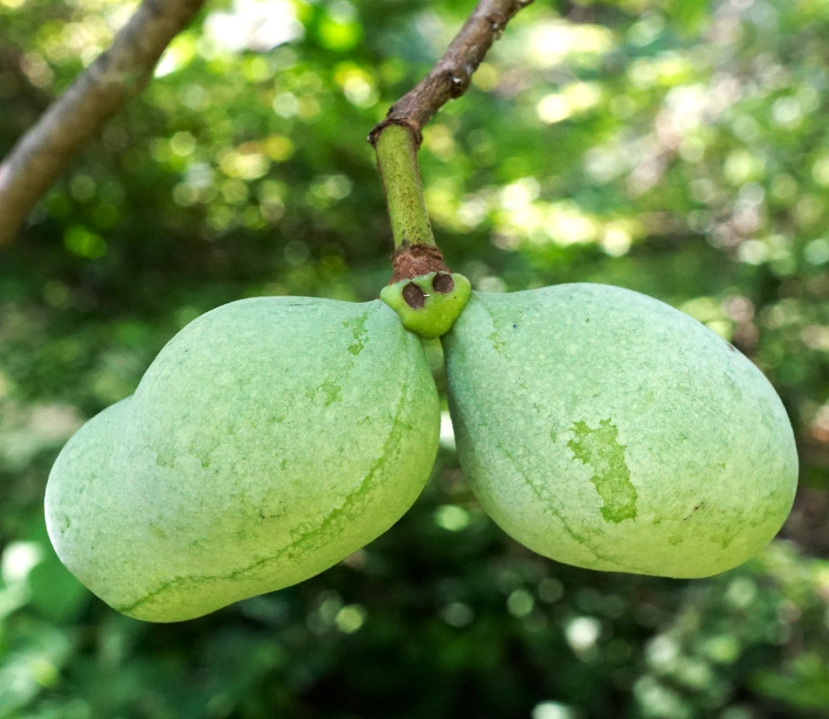 Paw Paw Tree Seeds | Asimina Triloba North American Custard Apple ...