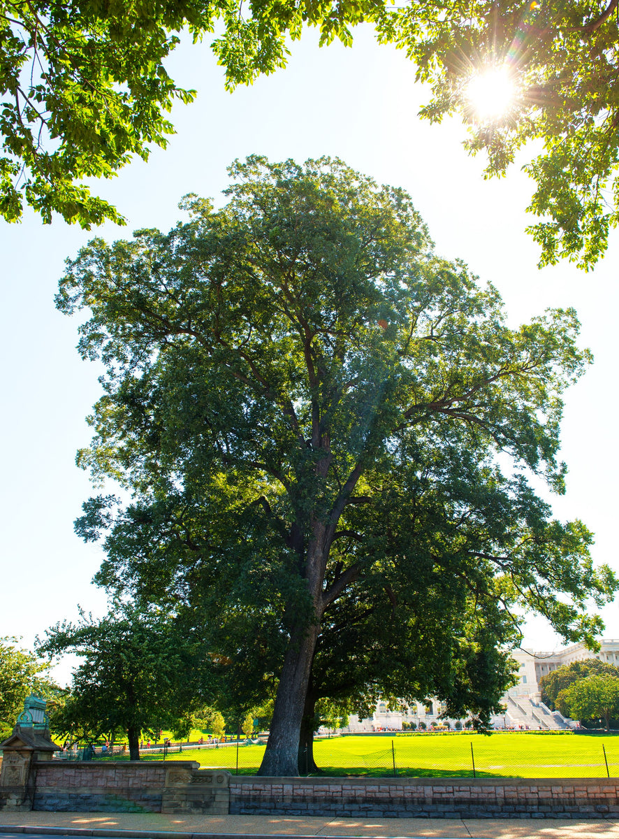 Pecan Tree Seeds - For 2025 Planting Carya Illinoensis Illinois Nut ...