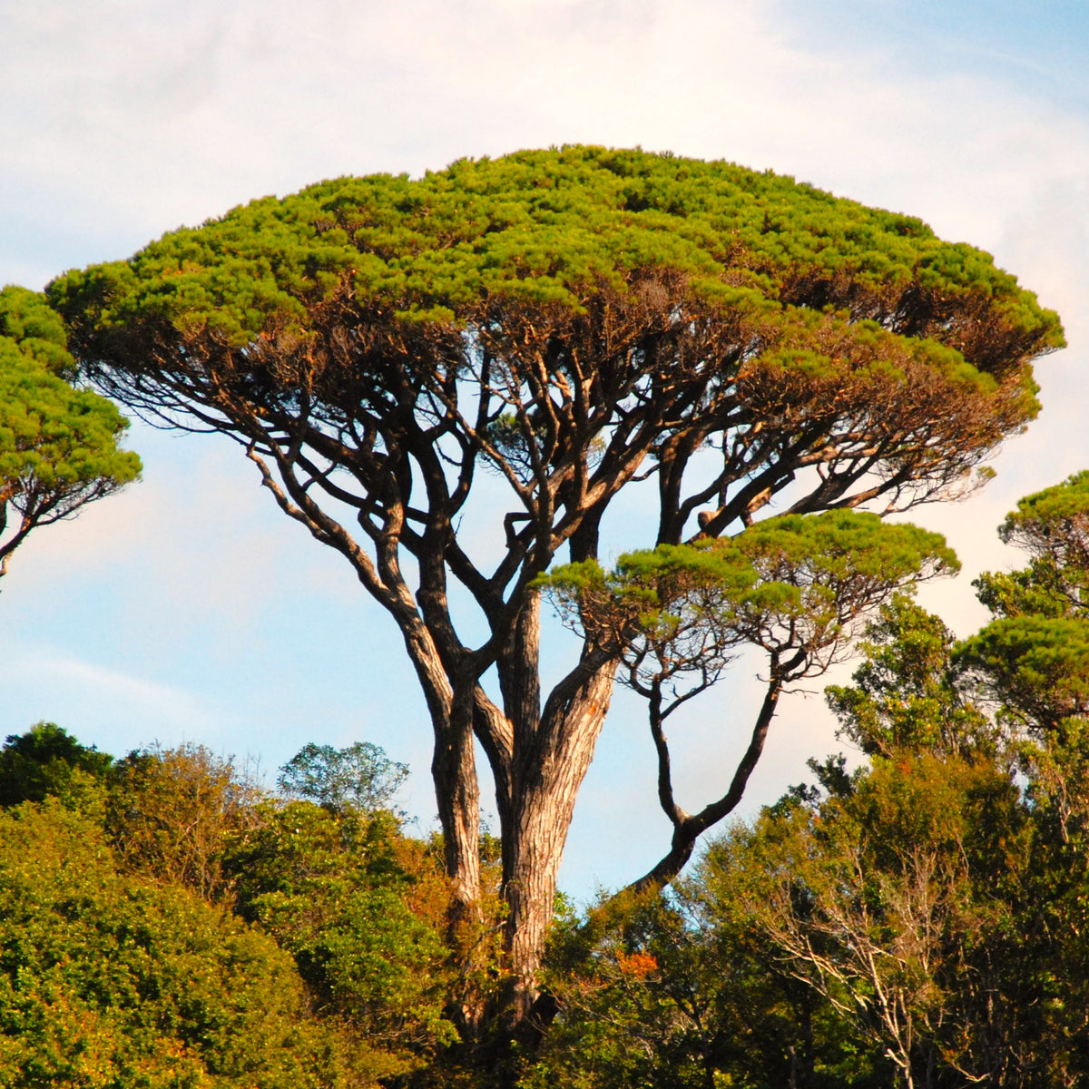 Stone Pine Tree Seeds - For 2025 Planting Pinus Pinea Umbrella Pines ...