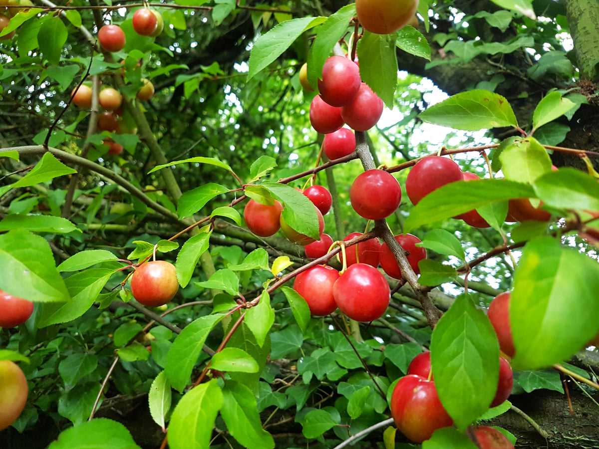 American Plum Tree Seeds | Prunus Americana Wild Plums Red Sweet Native ...