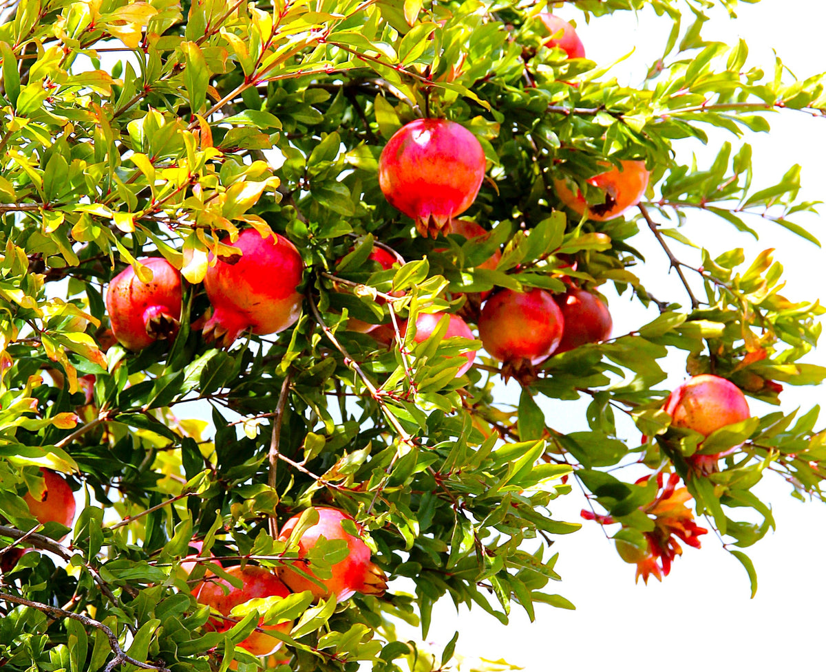 Pomegranate Tree Seeds - For 2025 Planting Punica Granatum Anar Dalim ...