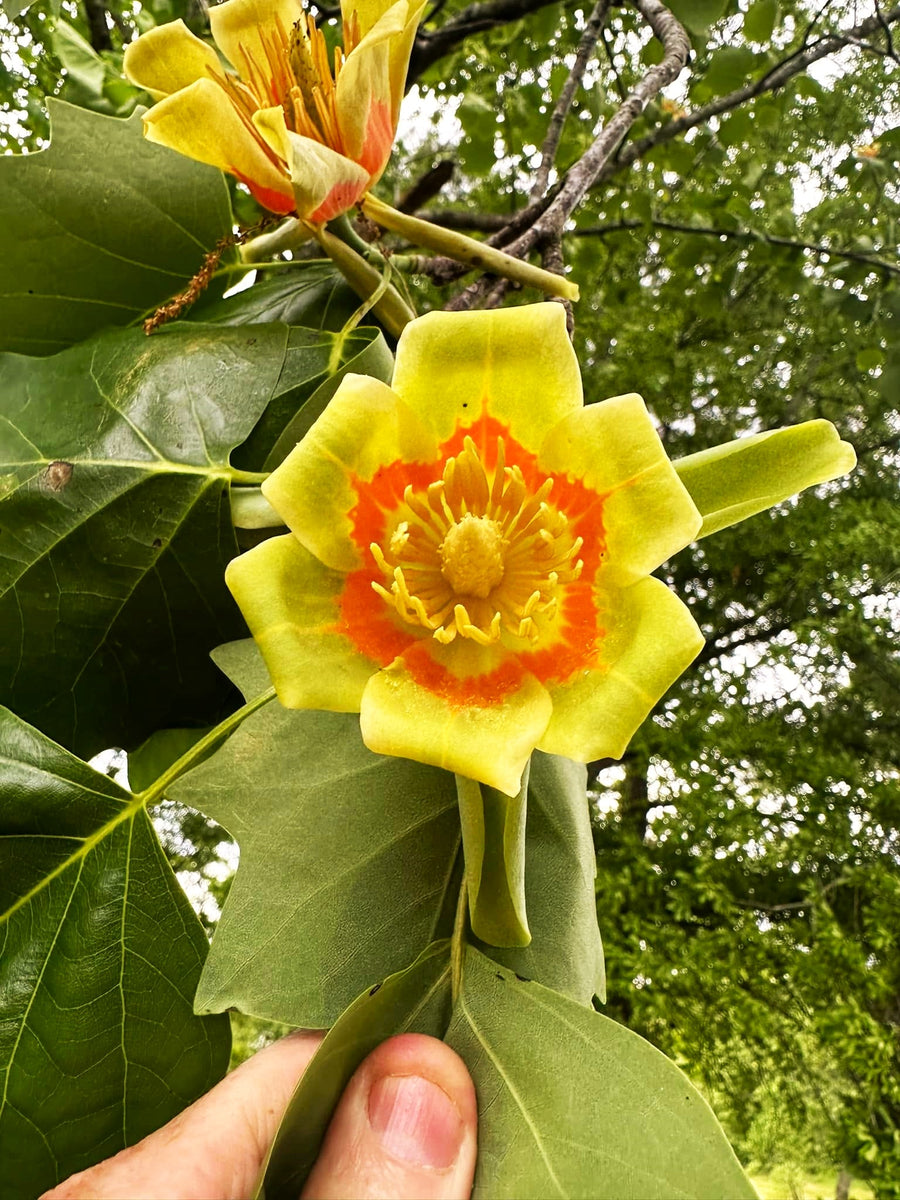 Tulip Poplar Tree Seeds - For 2026 Planting Tallest Fast Growing ...
