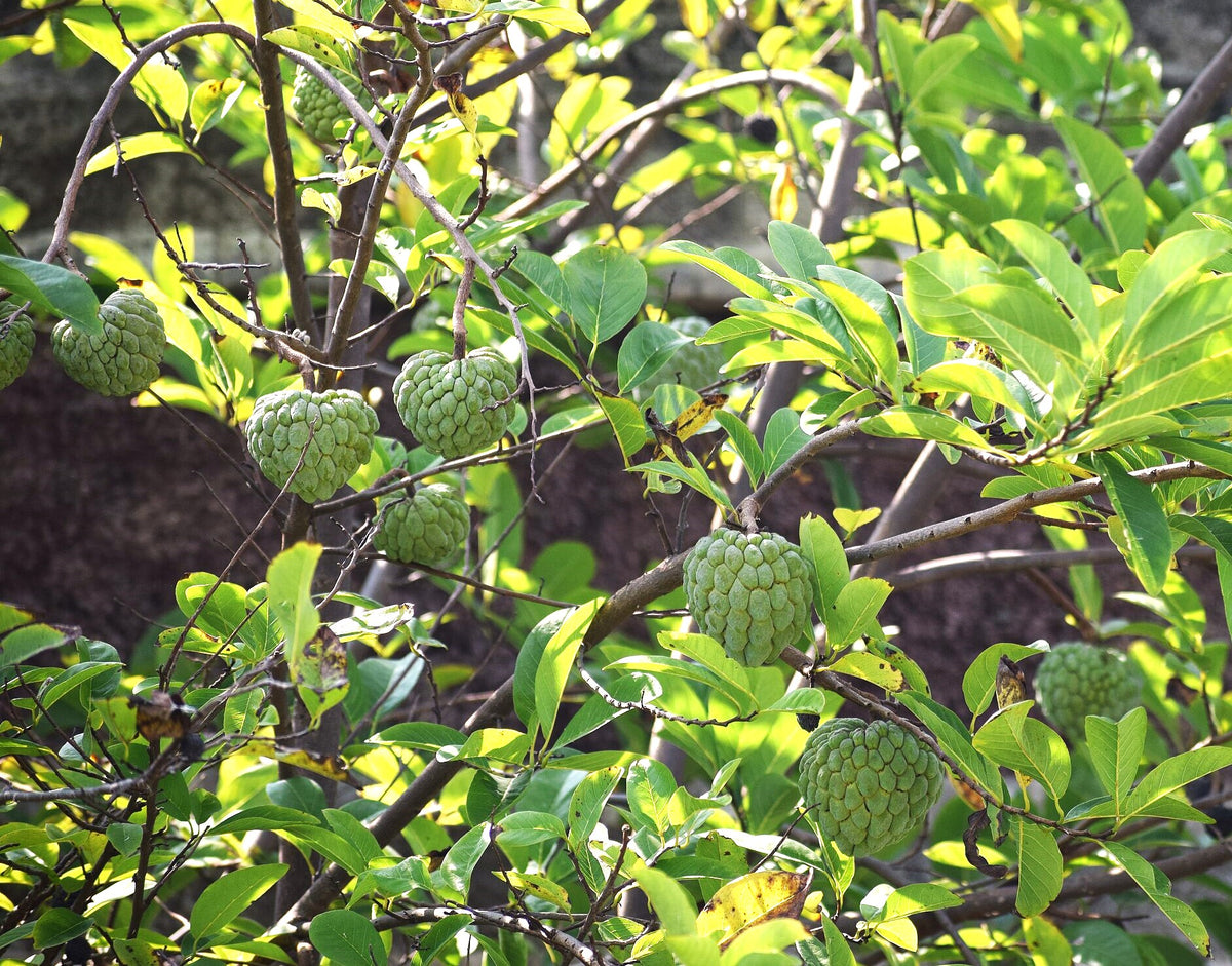 Sugar Apple Tree Seeds - For 2025 Planting Annona Squamosa Sweetsop ...