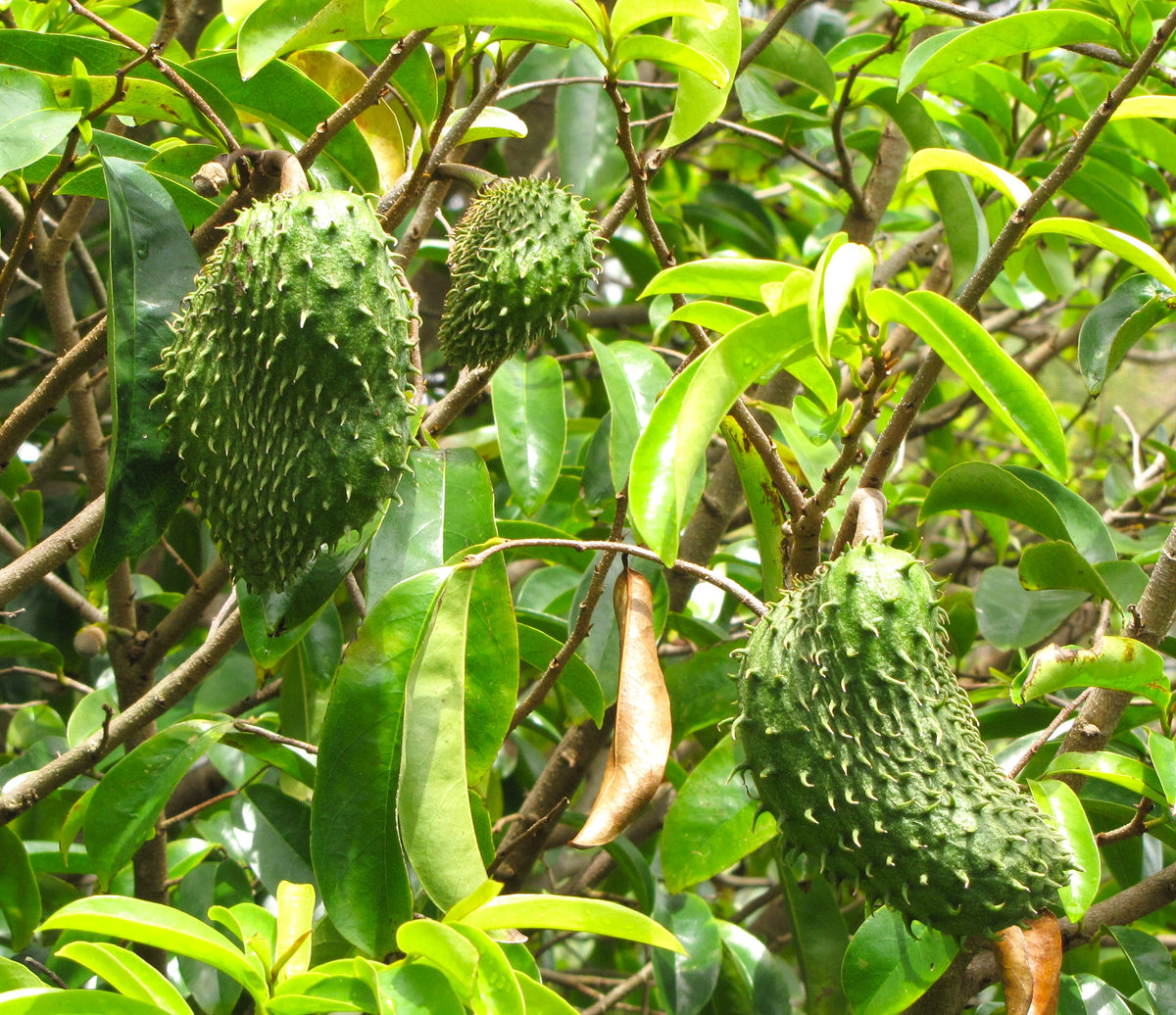 Soursop Tree Seeds | Graviola Guanabana Pignon Corossol Custard Apple ...