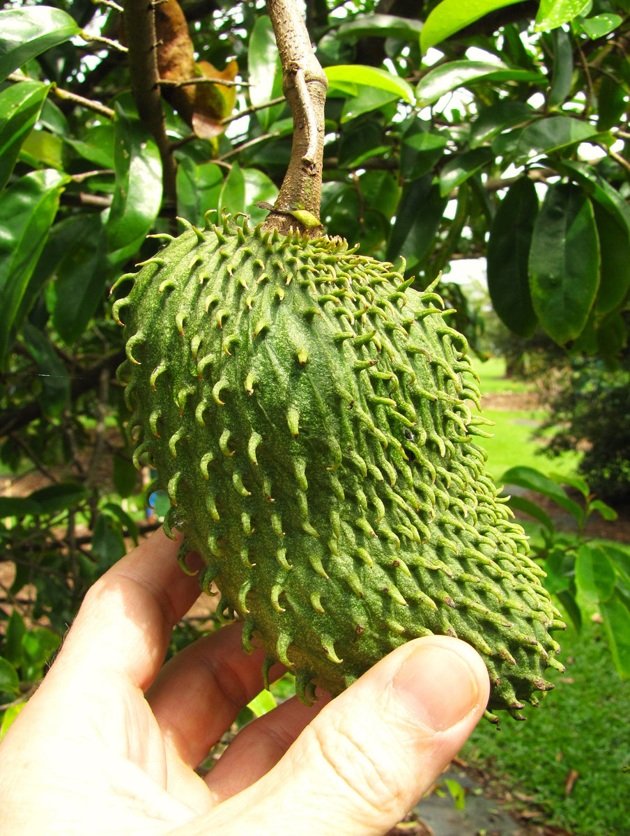 Soursop Tree Seeds - For 2025 Planting Graviola Guanabana Pignon ...