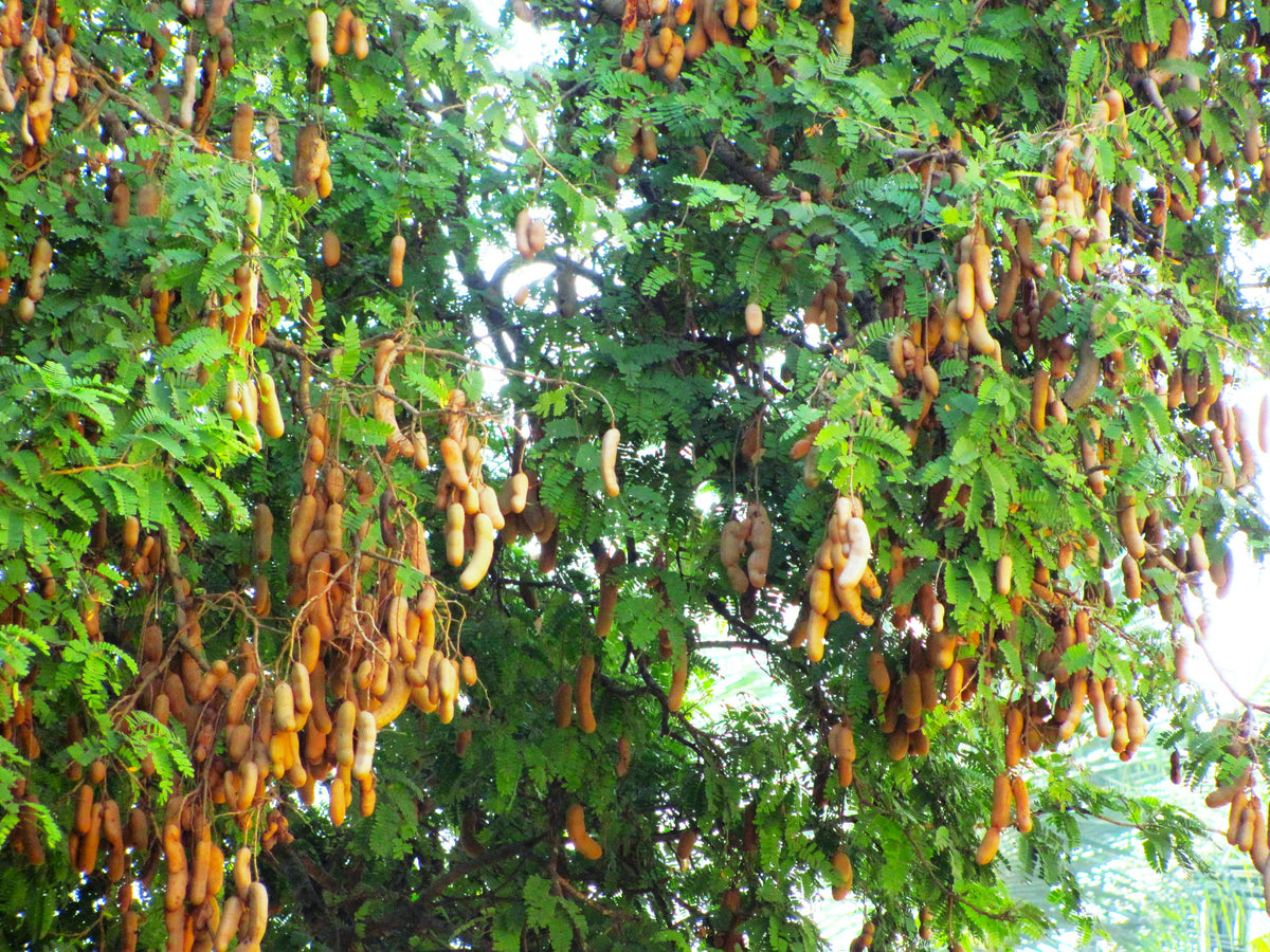 Tamarind Tree Seeds | Tamarindus Indica Tamarindo Indian Date Imli ...