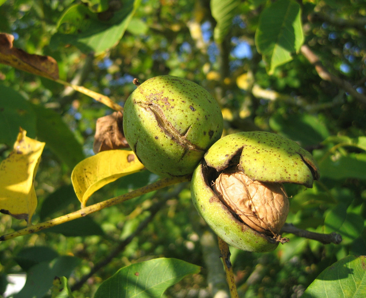 English Walnut Tree Seeds - For 2025 Planting Juglans Regia Cold Hardy ...
