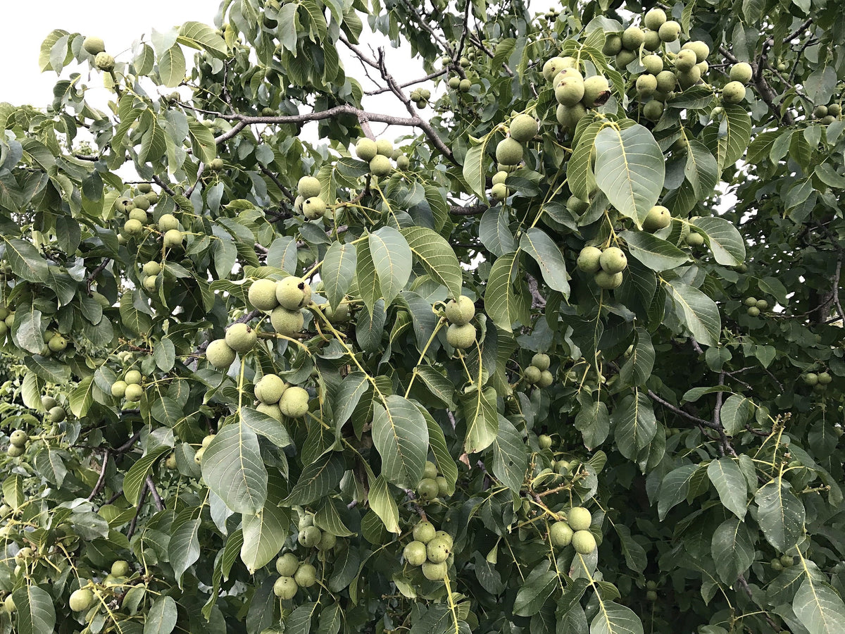English Walnut Tree Seeds | Juglans Regia Cold Hardy Carpathian Royal ...