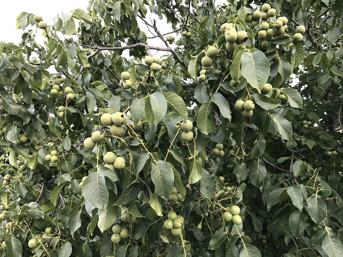 English Walnut Tree Seeds - For 2025 Planting Juglans Regia Cold Hardy ...