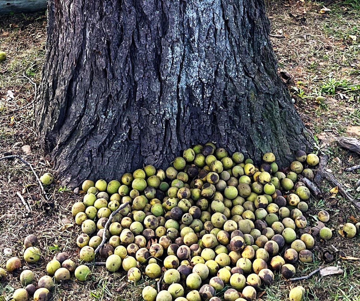 Black Walnut Tree Seeds - For 2026 Planting Juglans Nigra Timber ...