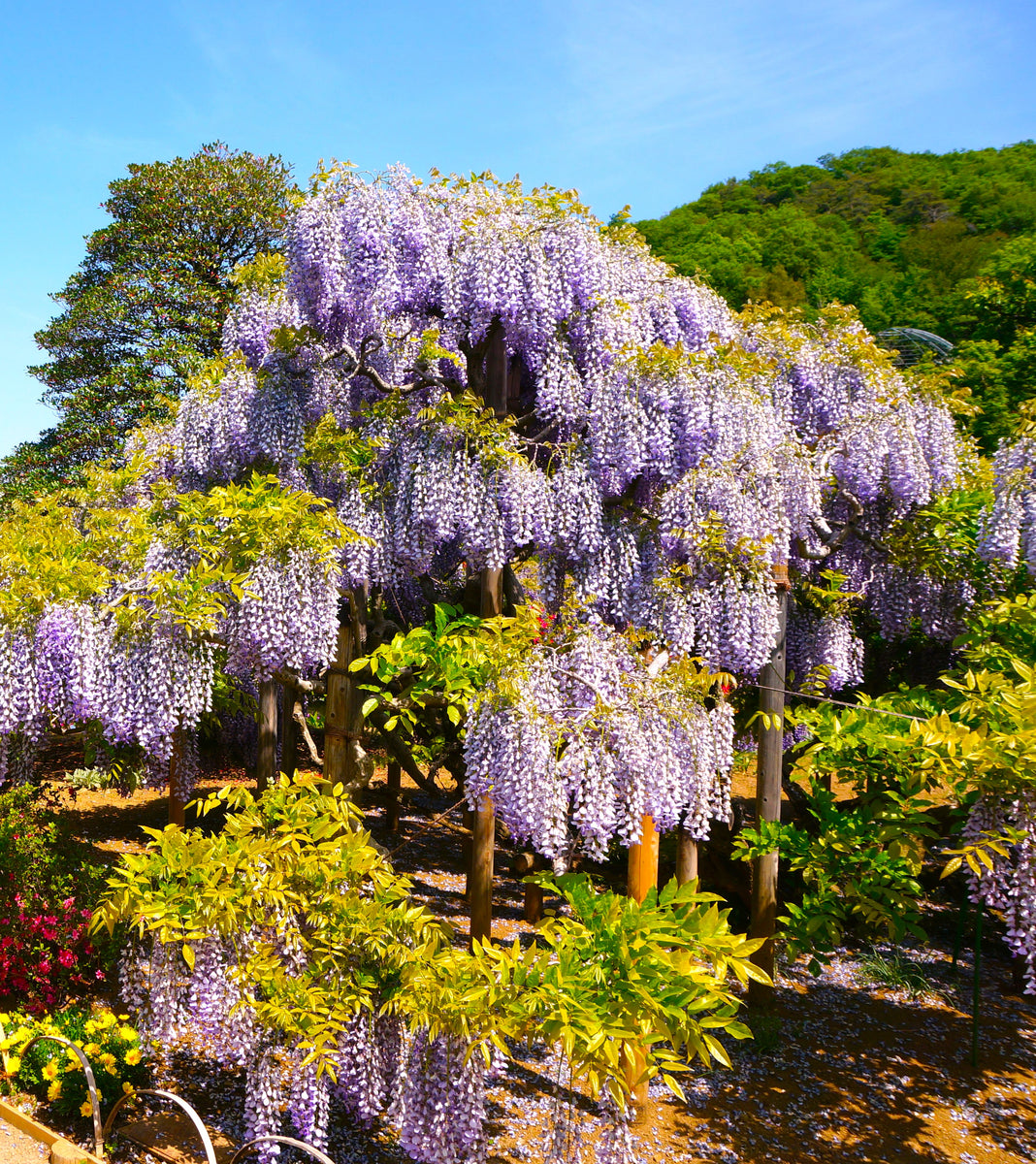 Blue Chinese Wisteria Seeds - For 2025 Planting Wisteria Sinensis ...