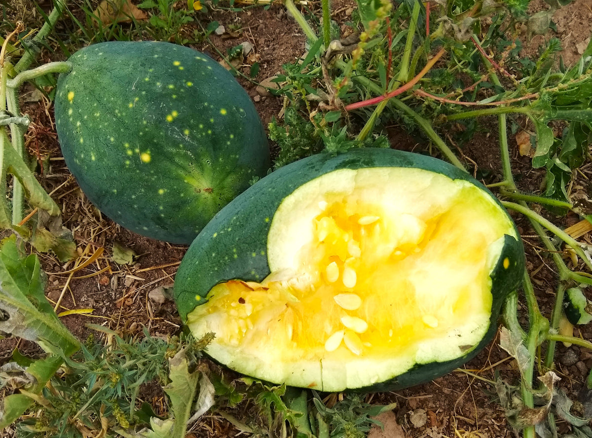 Moon and Stars Yellow Watermelon Seeds | Rare Heirloom Watermelons ...
