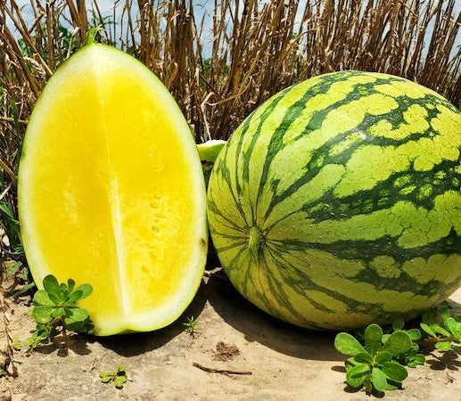 Mountain Sweet Yellow Watermelon Seeds - For 2025 Planting Bright ...