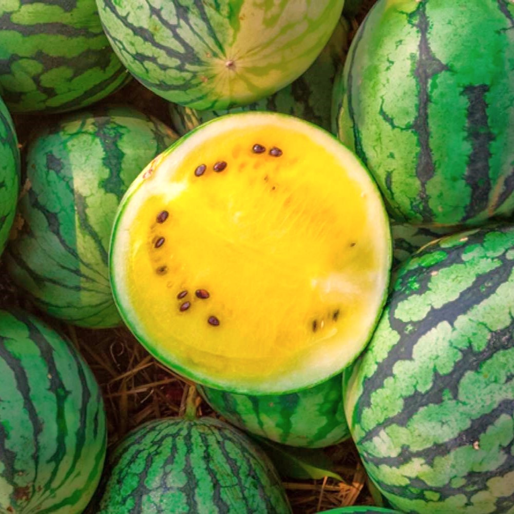 Yellow Petite Watermelon Seeds | Yellow Flesh Personal Mini Picnic ...