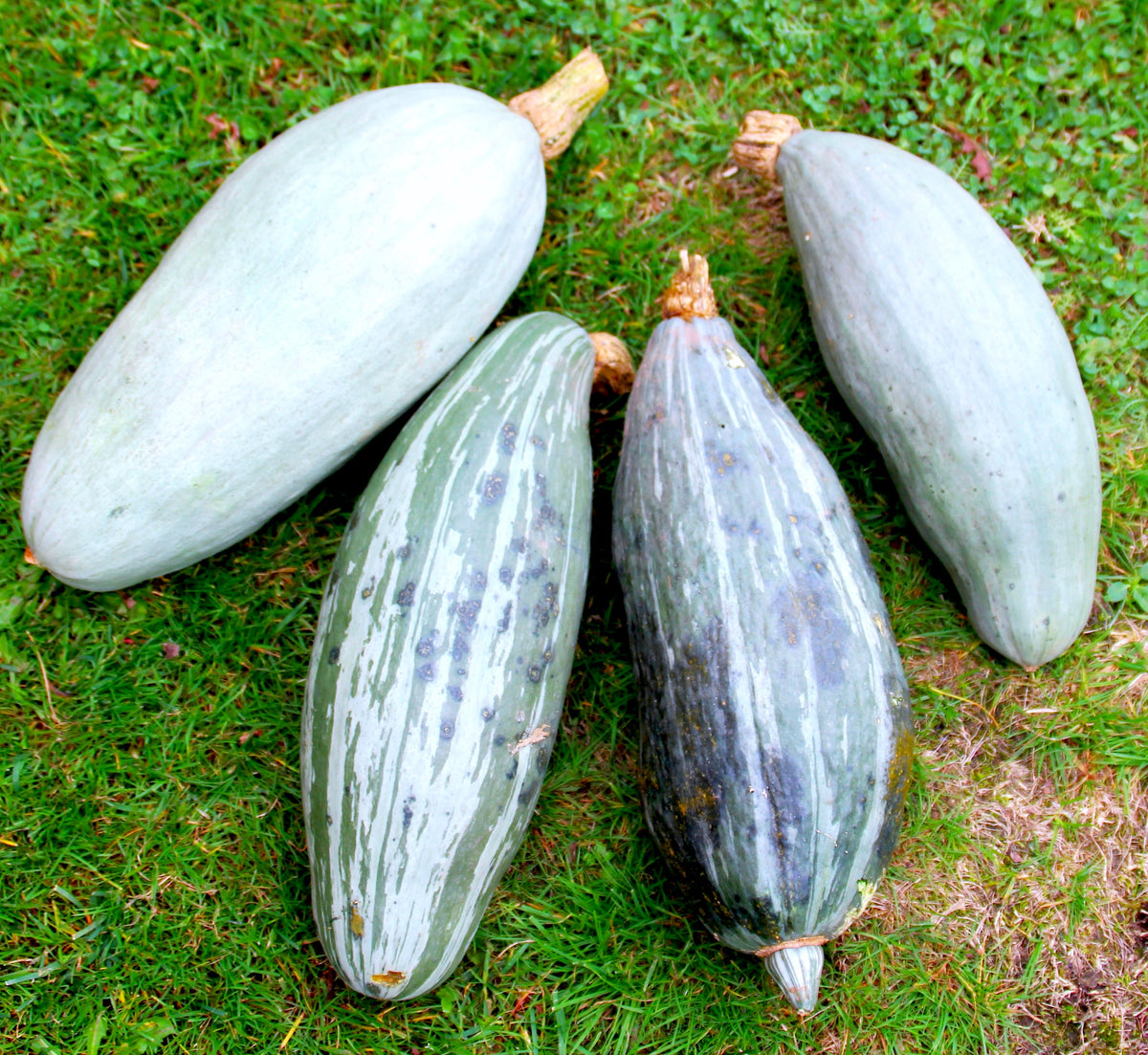 Guatemalan Blue Banana Squash Seeds | USA Garden Vegetable Winter ...