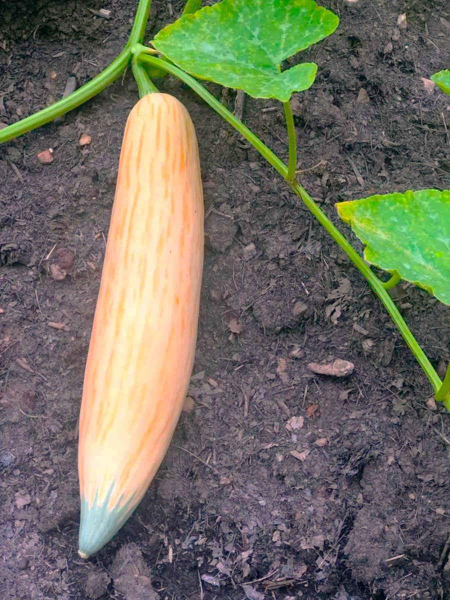 North Georgia Candy Roaster Seeds | Georgia Pumpkin Pink Banana Winter ...