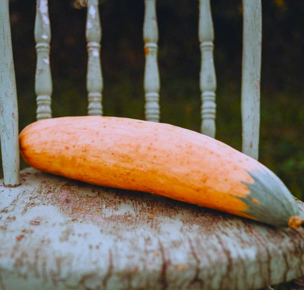 North Georgia Candy Roaster Seeds | Georgia Pumpkin Pink Banana Winter ...