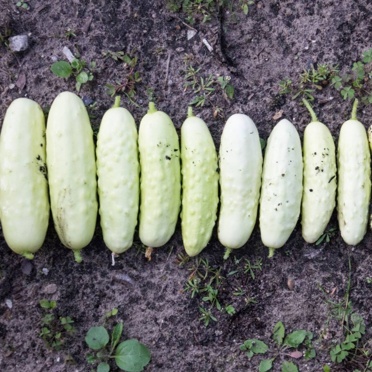 White Wonder Cucumber Seeds - For 2025 Planting Ivory King Long Albino ...