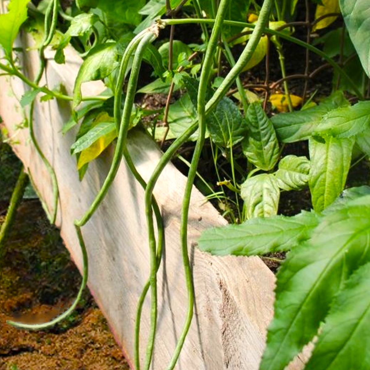 Bush Green Yard Long Bean Seeds - For 2025 Planting No Trellising USA ...