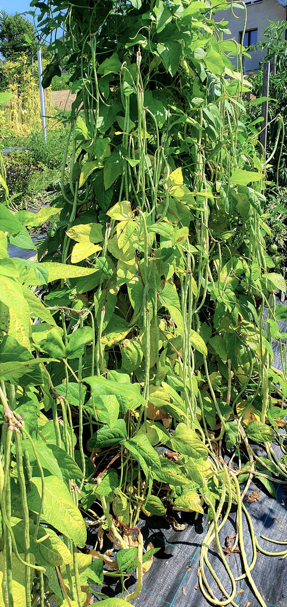You Fong Wong Yard Long Bean Seeds | Black Seeded USA Vegetable ...