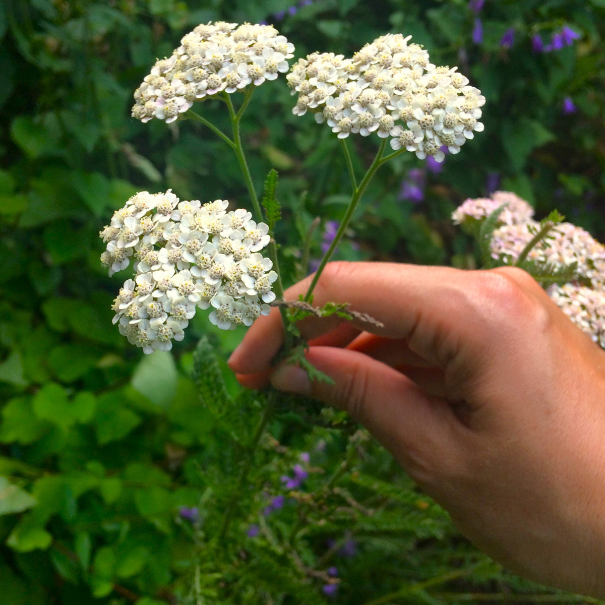White Yarrow Seeds | Achillea Millefolium Milfoil Soldier's Woundwort ...