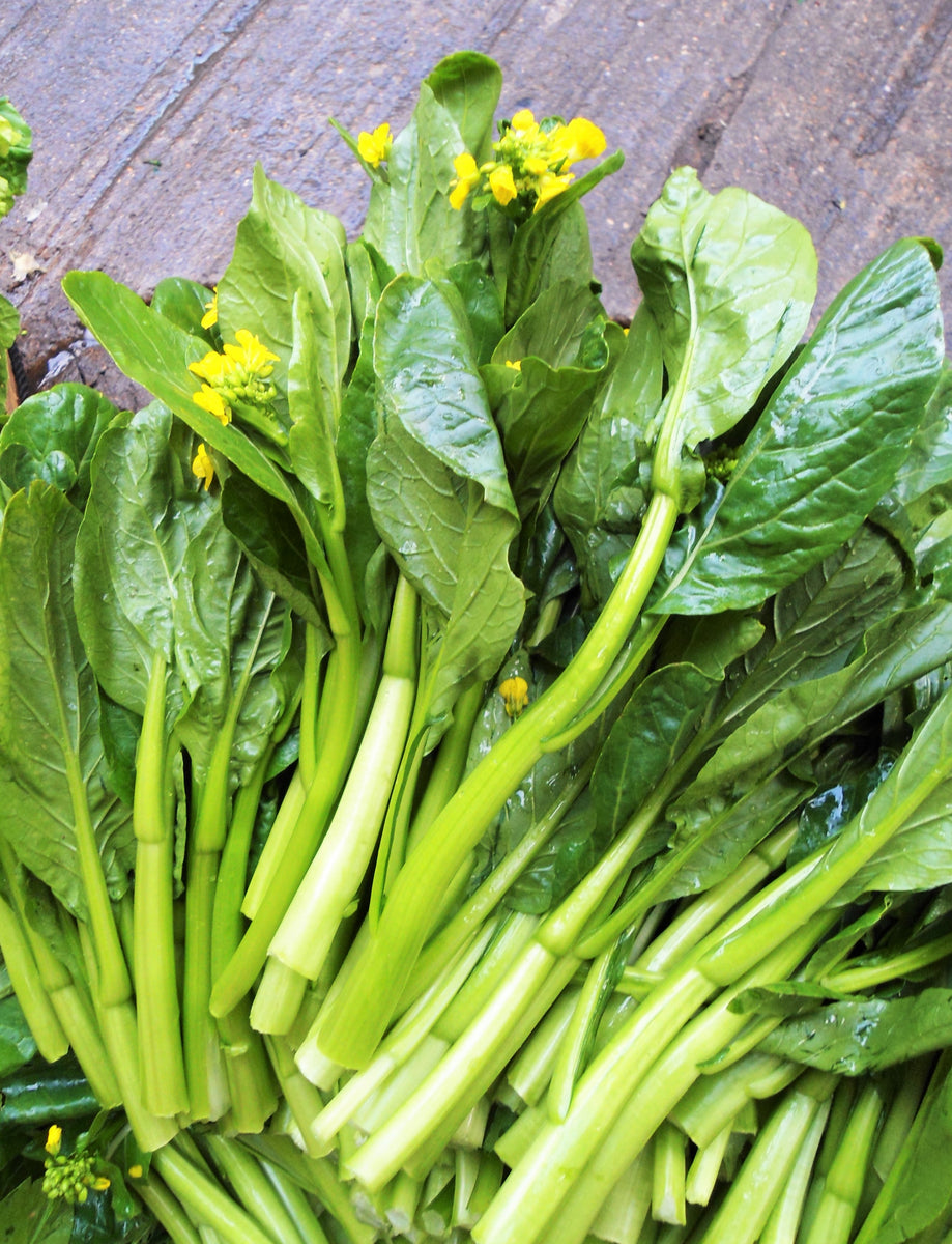 Yu Choy Sum Seeds | 70D Improved Green Flowering Cabbage Bok Choy ...