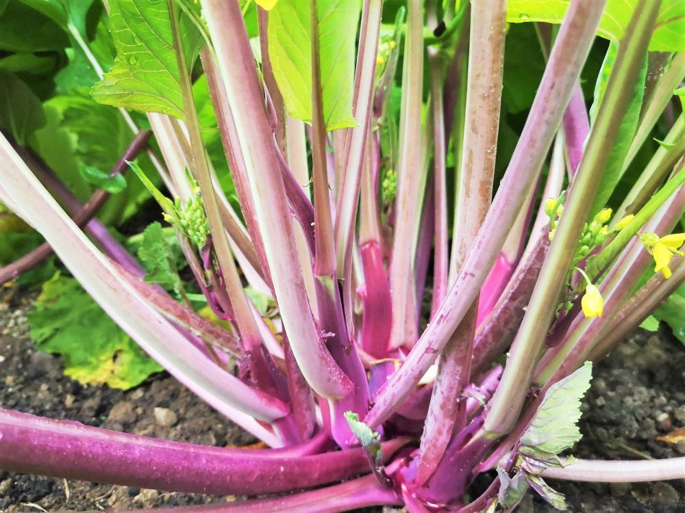 Hon Tsai Tai Purple Yu Choy Sum Seeds - For 2025 Planting Hong Caitai ...