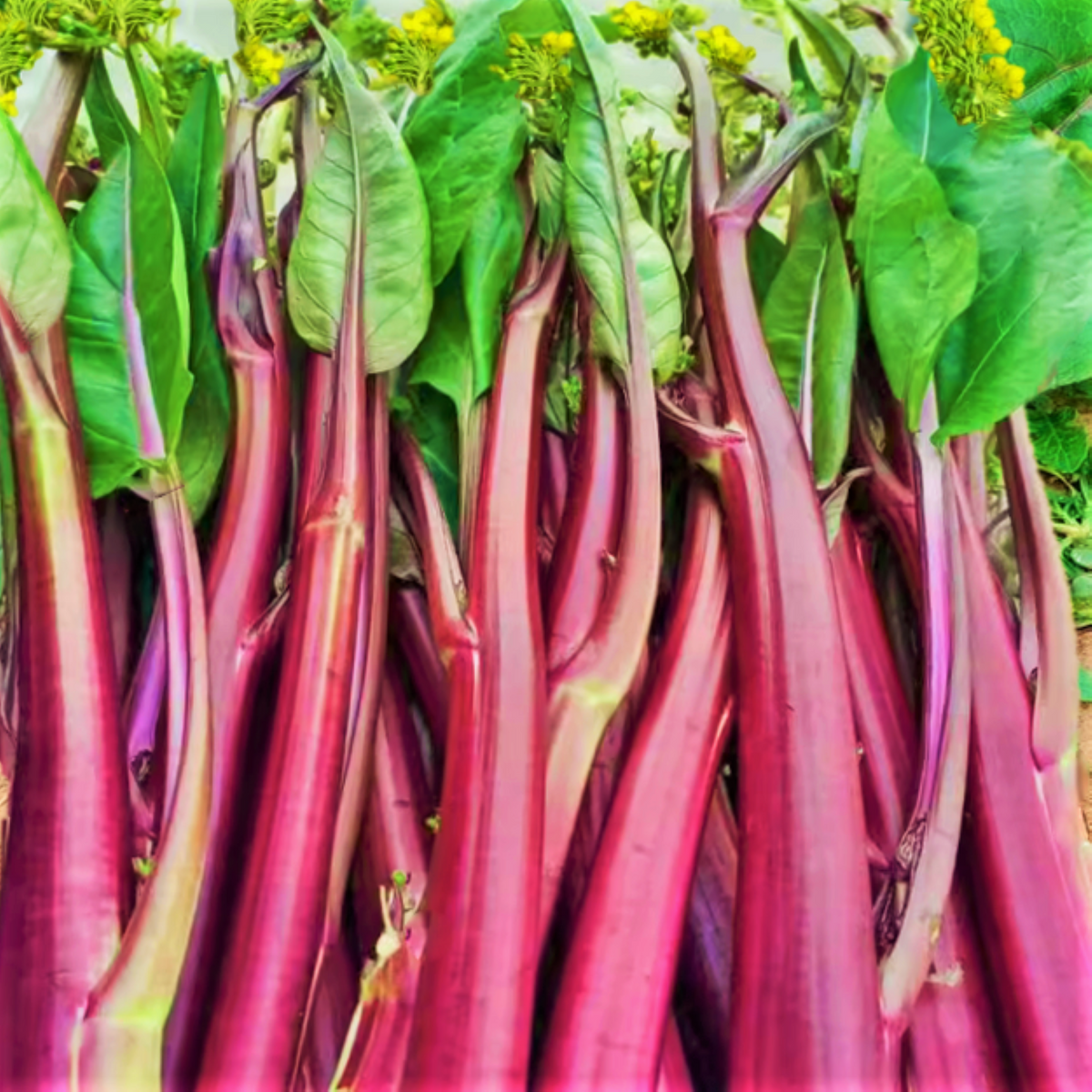 Hon Tsai Tai Purple Yu Choy Sum Seeds | Hong Caitai çº¢è œè‹” Red ...