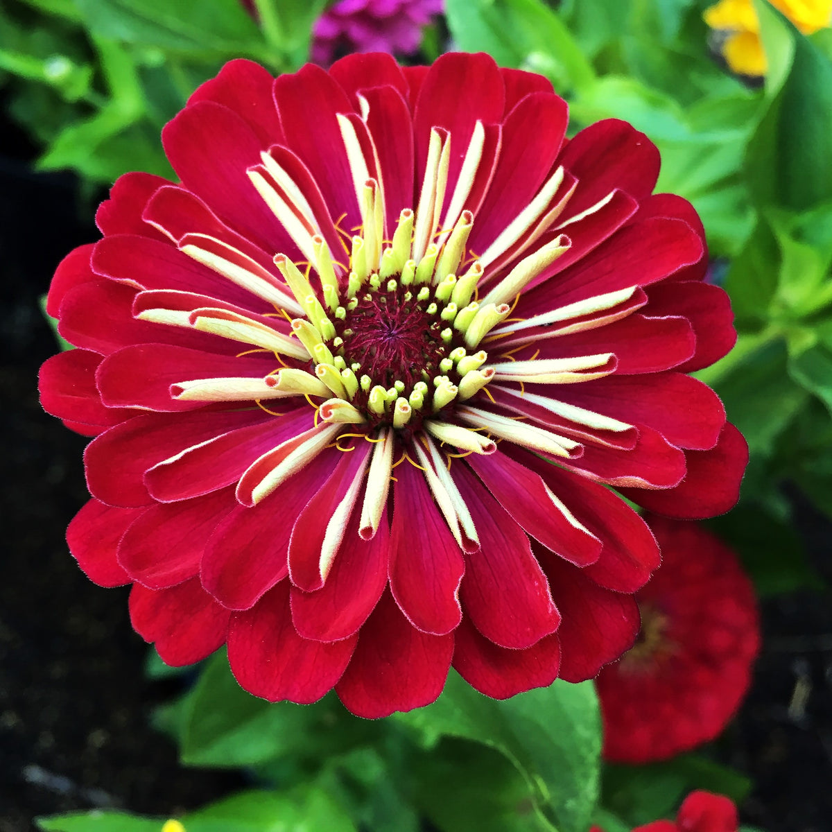 Meteor Burgundy Zinnia Seeds - For 2025 Planting Velvet Dark Red ...
