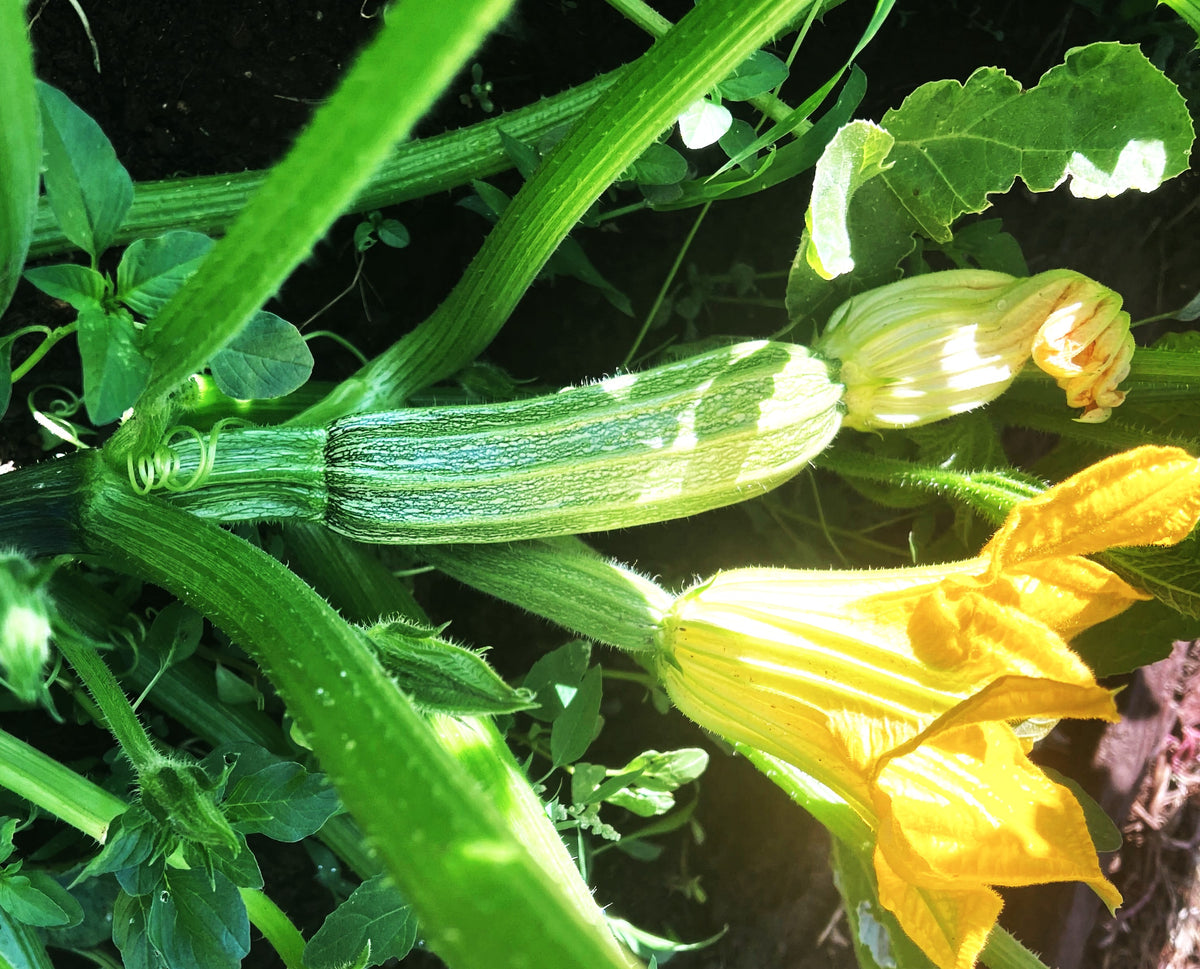 Costata Romanesco Zucchini Seeds | Ribbed Italian Striped Roman Summer ...