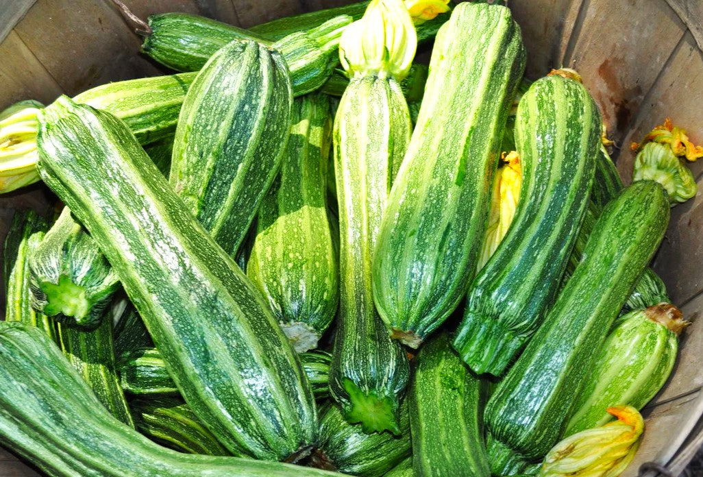 Costata Romanesco Zucchini Seeds | Ribbed Italian Striped Roman Summer ...