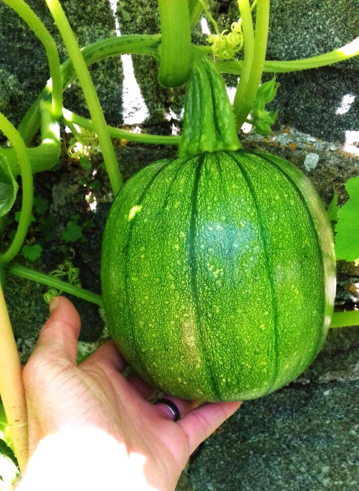 Round Zucchini Squash Seeds | Eight 8 Ball Ronde Rondini Summer Squash ...