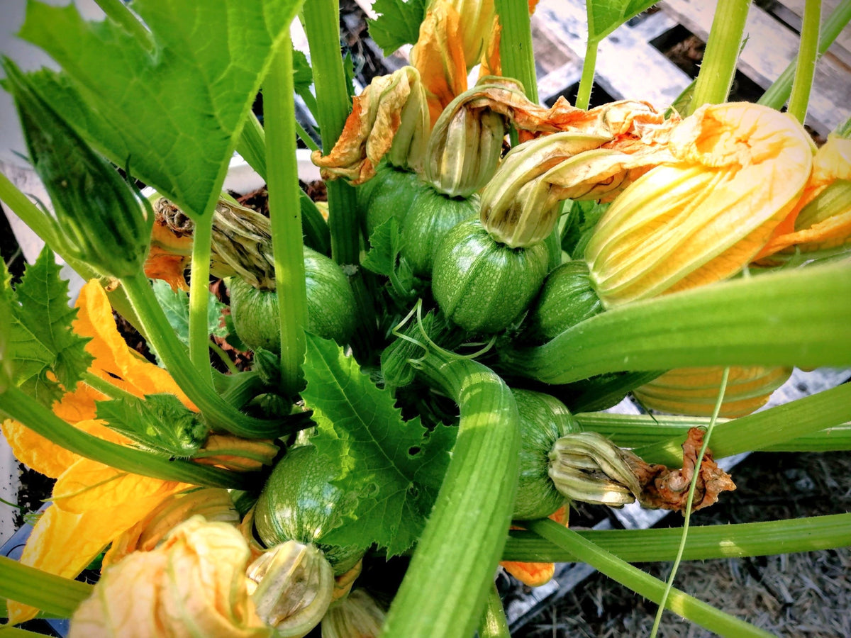 Round Zucchini Seeds - For 2026 Planting Eight 8 Ball Ronde Rondini ...