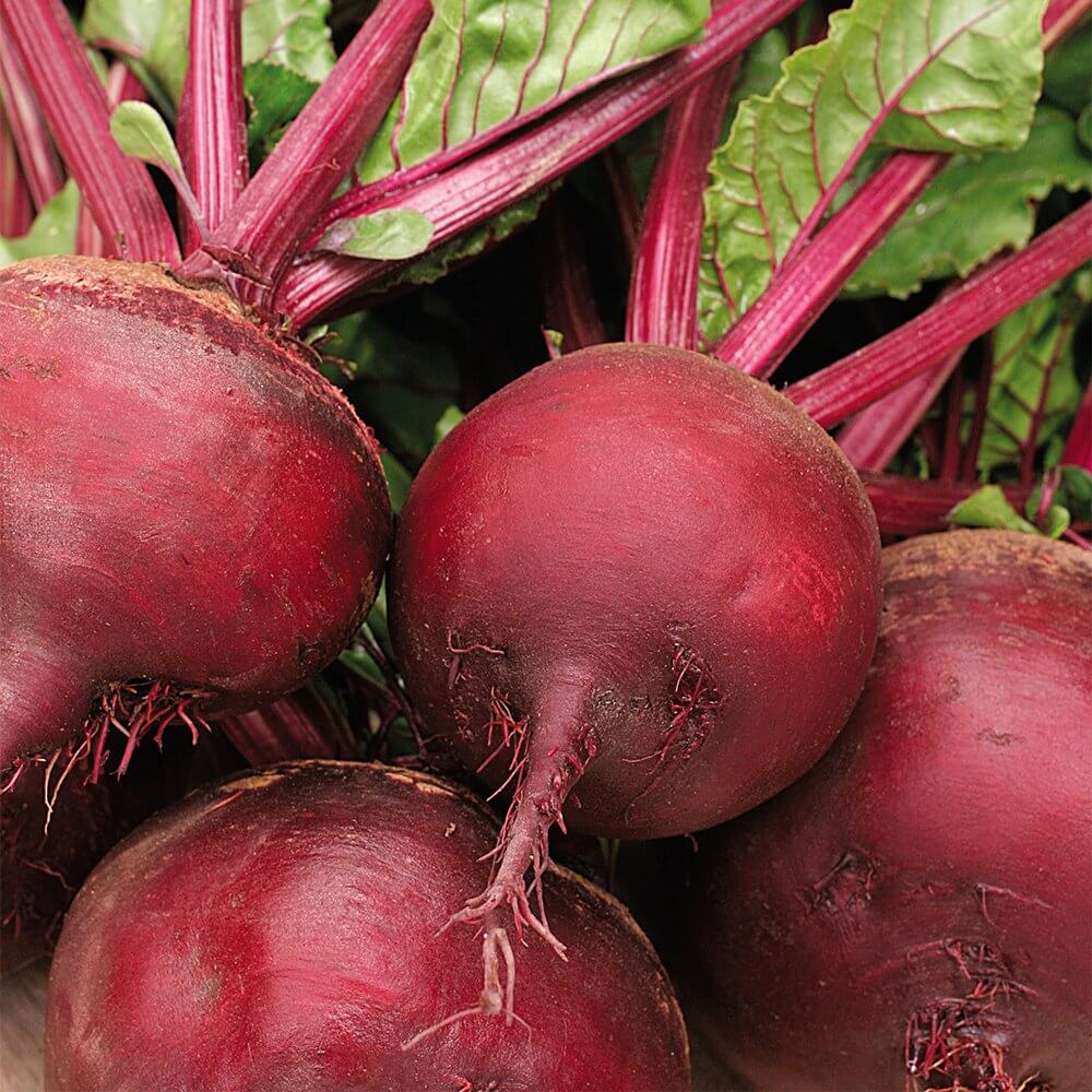 Ruby Queen Beet Seeds - For 2025 Planting Dark Red Blood Turnip ...