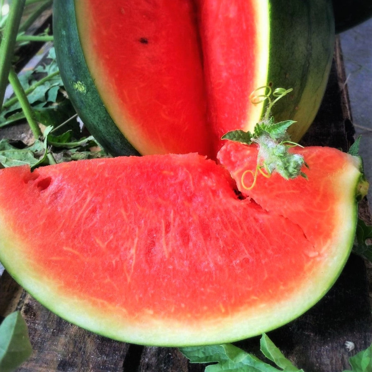 Black Diamond Watermelon Seeds - For 2026 Planting Black Beauty ...