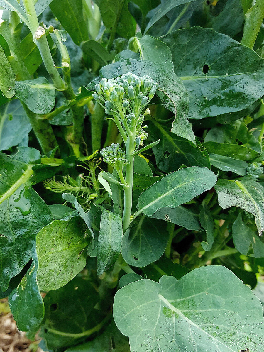 Broccoli Rabe (Rapini) Seeds - For 2025 Planting Spring Rapini ...