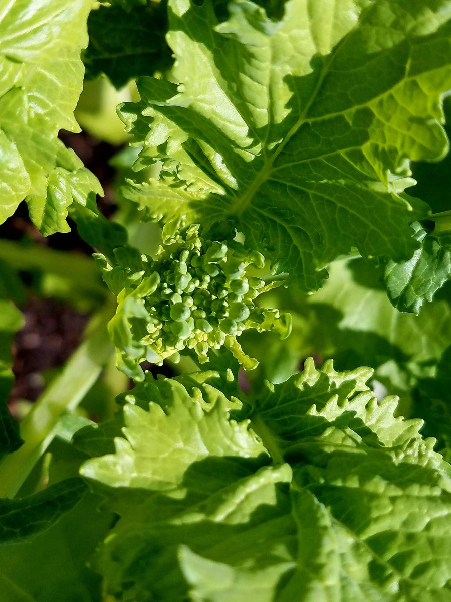 Broccoli Rabe (Rapini) Seeds - For 2025 Planting Spring Rapini ...