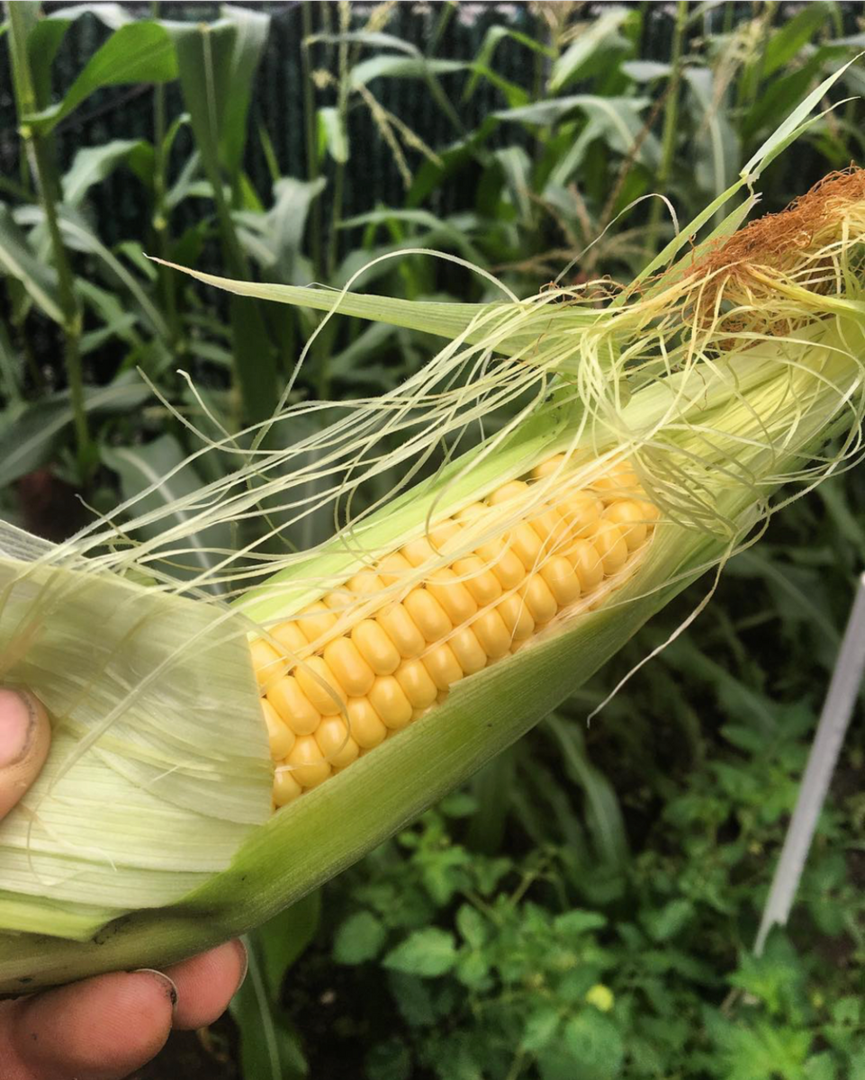 Golden Bantam 12-Row Sweet Corn Seeds - For 2025 Planting Early ...