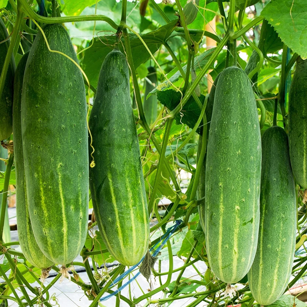 Poinsett 76 Cucumber Seeds | Slicing Straight Cucumbers Good Disease ...