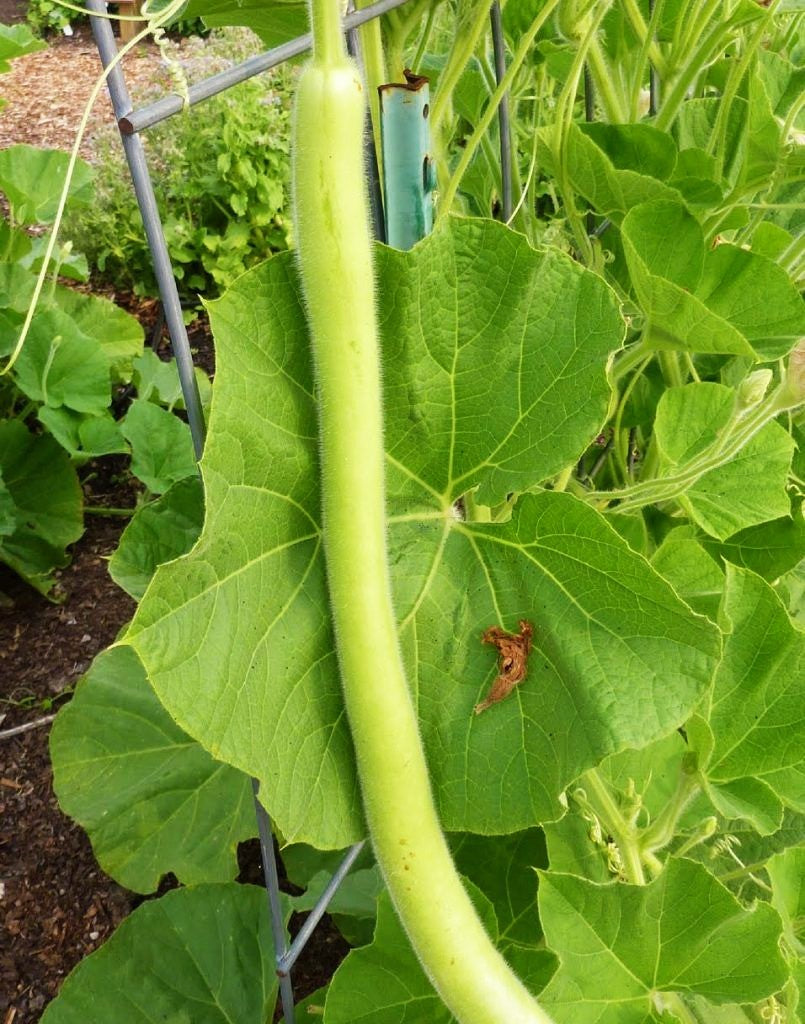 Cucuzza Squash Seeds - For 2025 Planting Lagenaria siceraria Cucuzzi ...