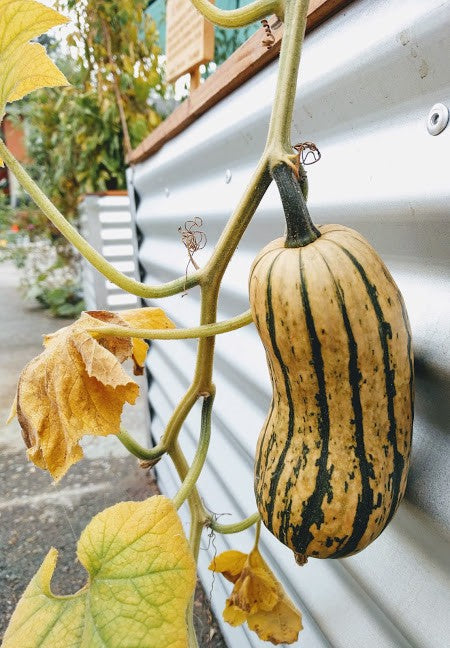 Delicata Squash Seeds - For 2026 Planting USA Garden Vegetable Peanut ...