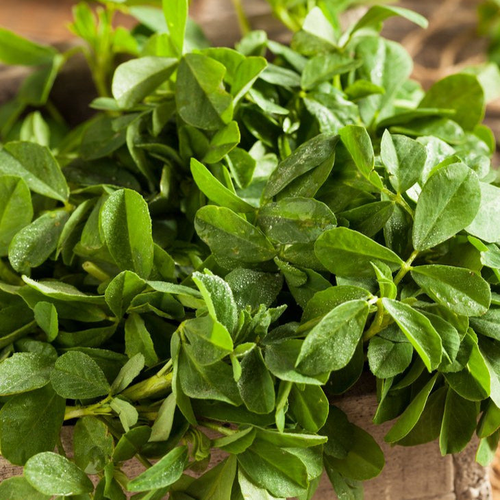 Fenugreek Seeds - For 2025 Planting USA Indian Herb South Asian Basil ...