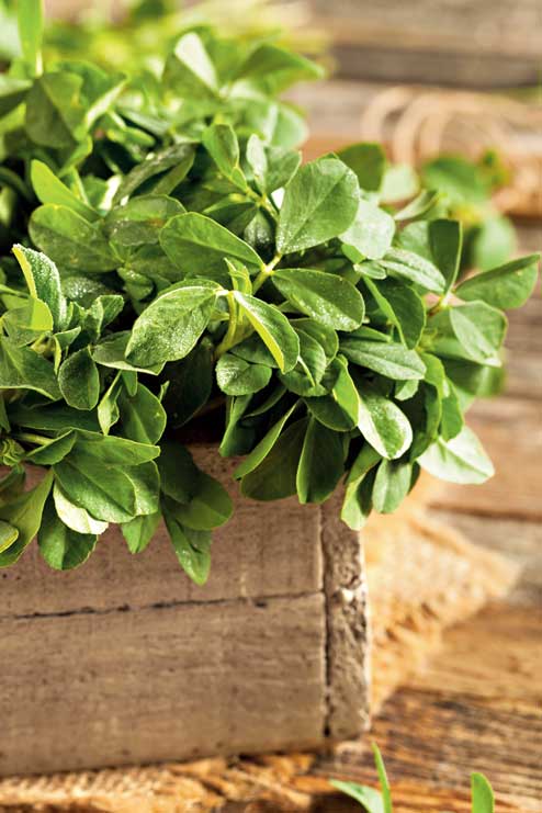 Fenugreek Seeds - For 2025 Planting USA Indian Herb South Asian Basil ...