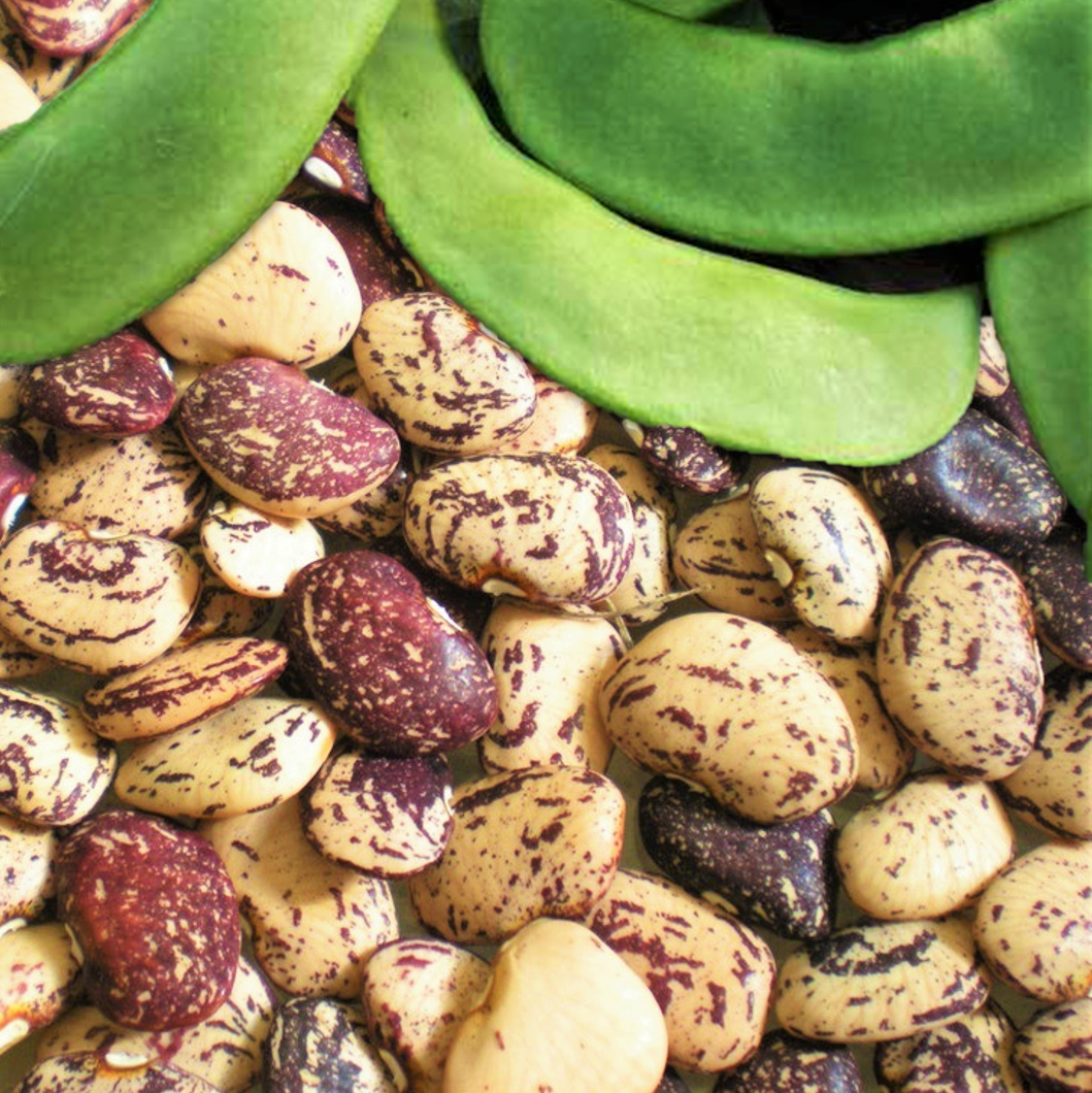 Jackson Wonder Lima Bean Seed | Speckled Baby Butter Beans Purple ...